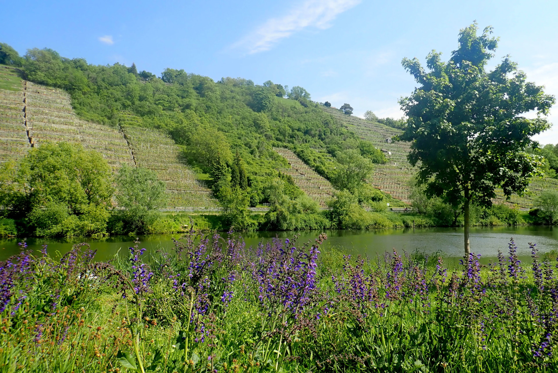 Kanutour auf dem Neckar von Walheim - Lauffen: Genießer-Tour - Die Zugvögel